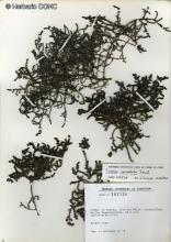 Suaeda nesophila I.M. Johnst. | catalogoplantas.udec.cl