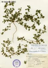 Glinus radiatus (Ruiz & Pav.) Rohrb. | catalogoplantas.udec.cl