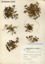 Calandrinia monandra (Ruiz & Pav.) DC. | catalogoplantas.udec.cl