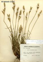 Bromus setifolius J. Presl var. brevifolius Nees | catalogoplantas.udec.cl